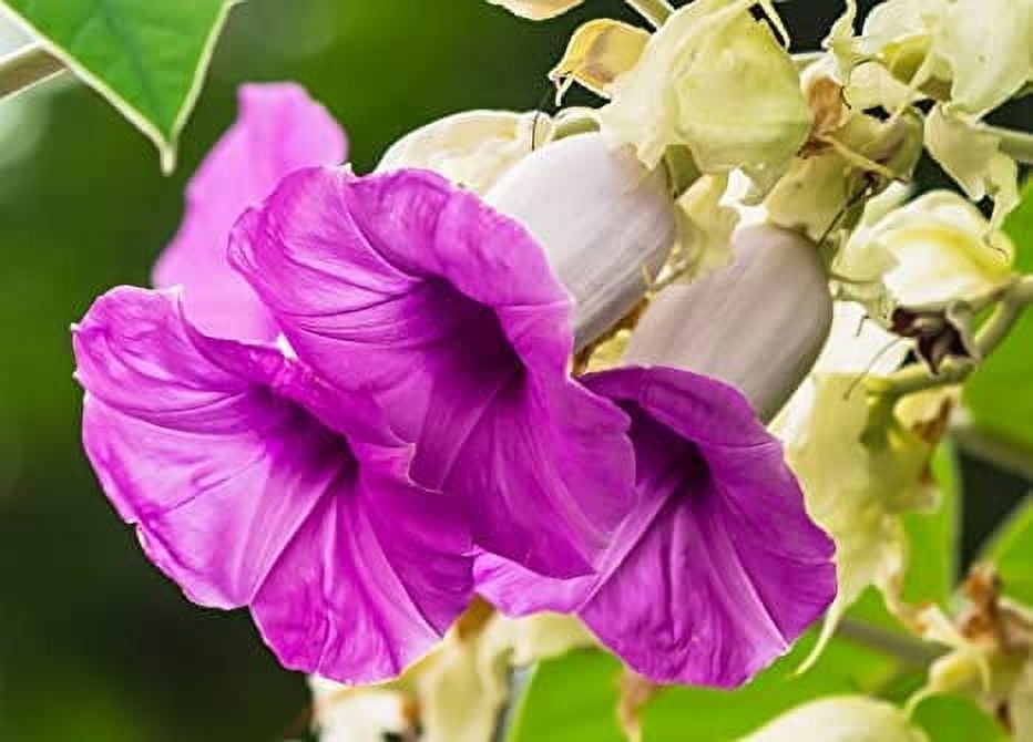 Vine Seeds for Planting - Grow Amazing Vines for Landscaping, Wall or ...
