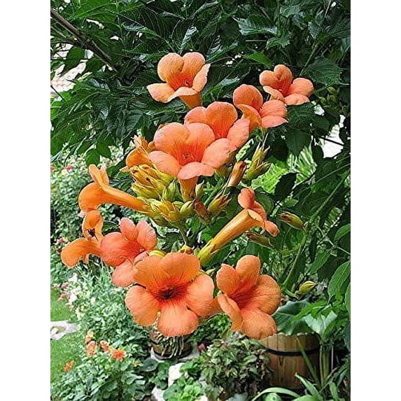 Vine Seeds for Planting - Grow Amazing Vines for Landscaping, Wall or ...