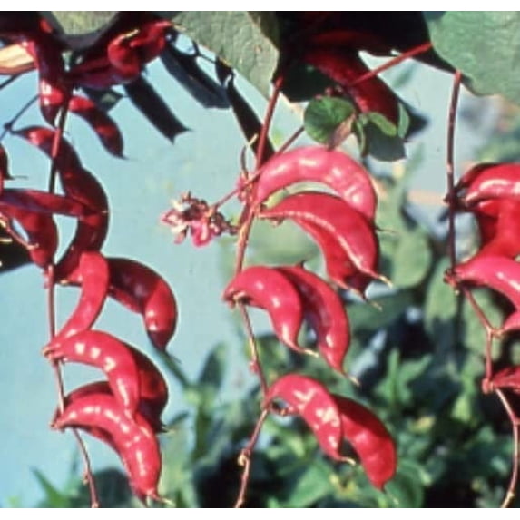 Vine Seeds for Planting - Grow Amazing Vines for Landscaping, Wall or ...