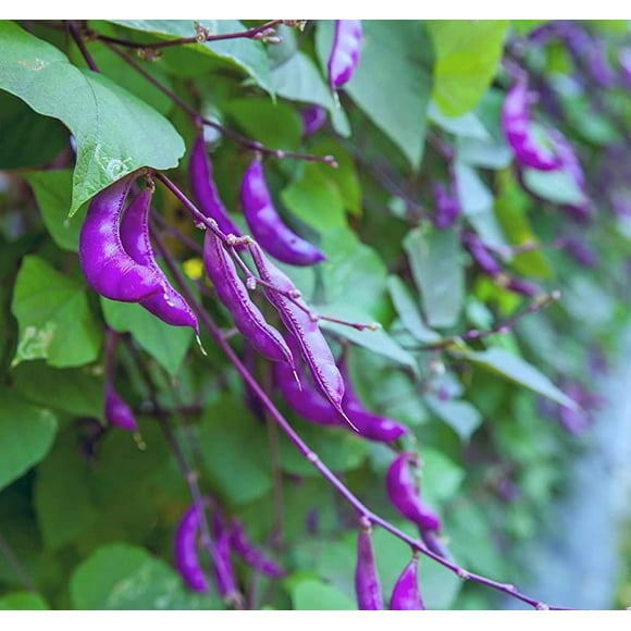 Hyacinth Bean Vine Seeds