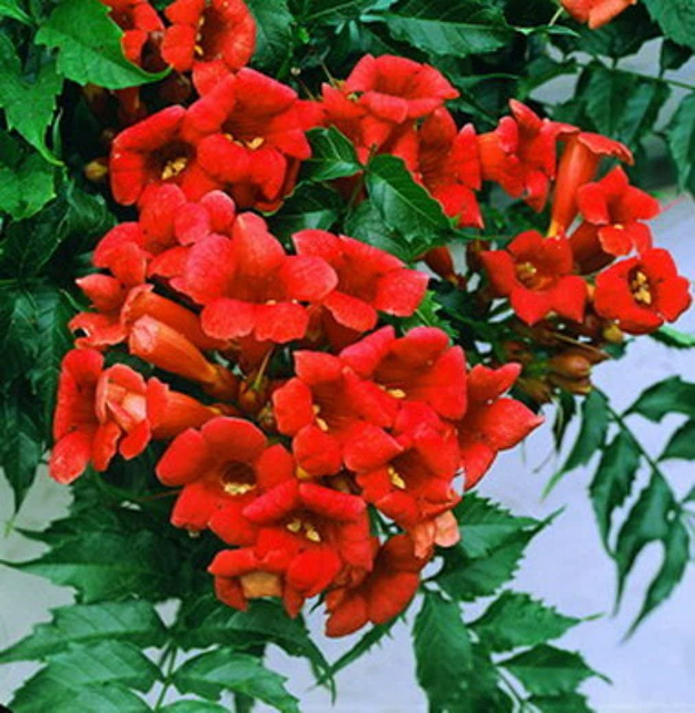 CZ Grain Red Hummingbird Vine Plant Seeds, Healthy Seeds - Walmart.com