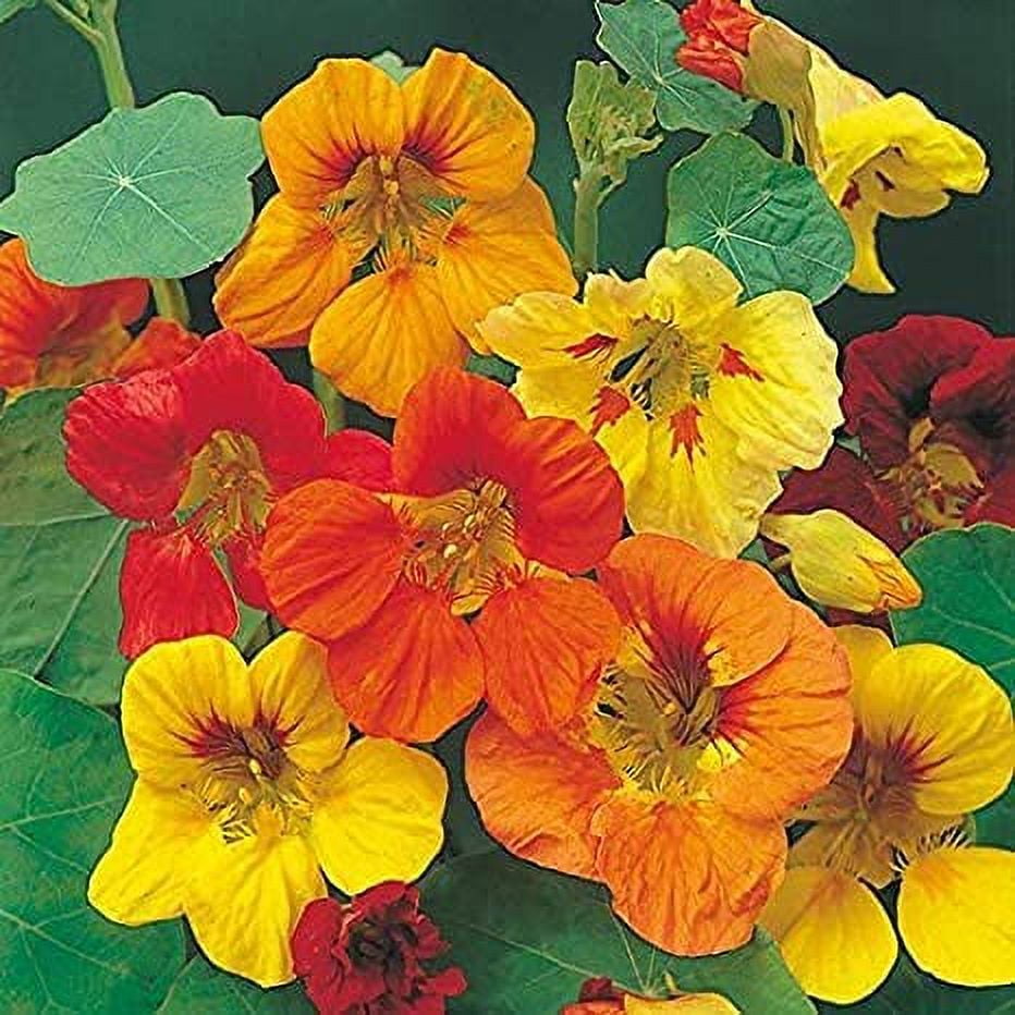 Vine Seeds for Planting - Grow Amazing Vines for Landscaping, Wall or ...