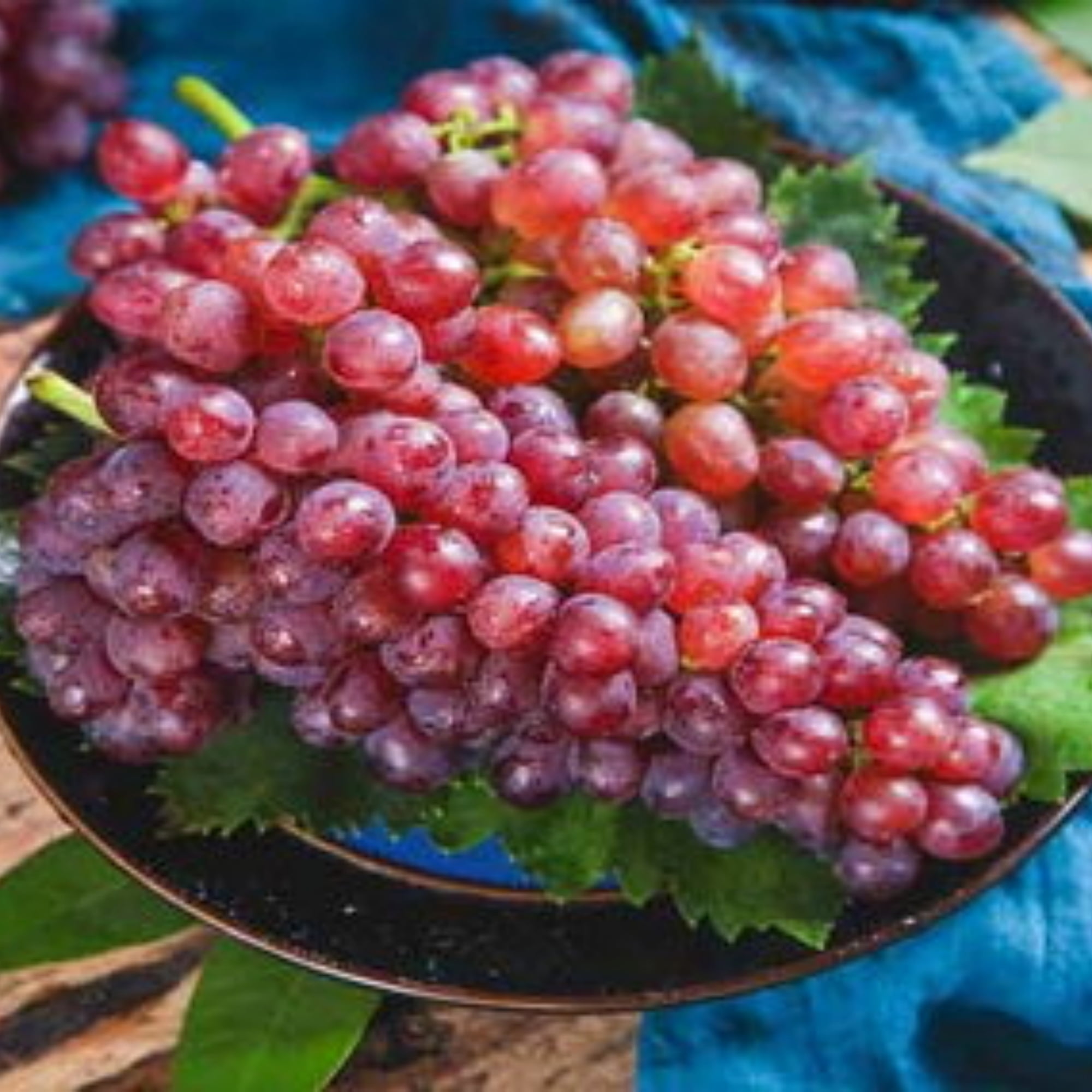 Vine-leaf grapes – both ornamental and fruitful, suitable for outdoor ...