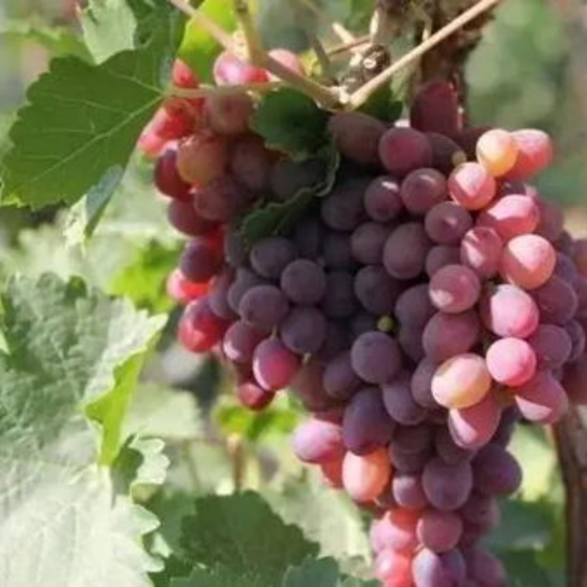 Vine-leaf grapes – both ornamental and fruitful, suitable for outdoor ...