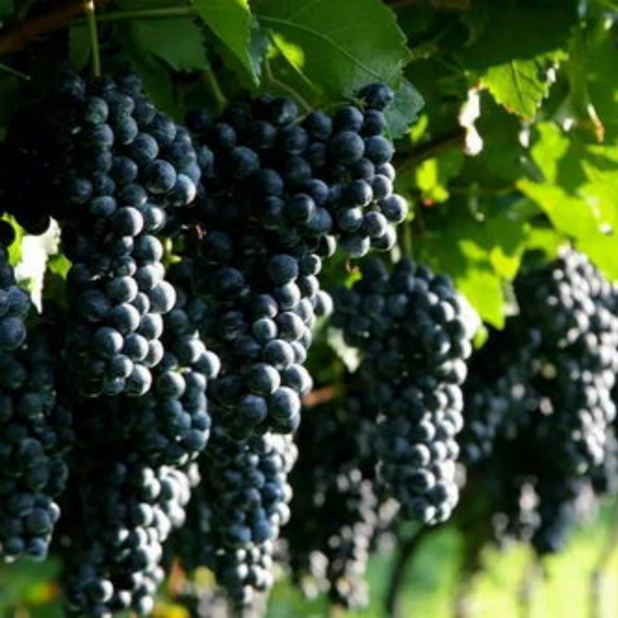 Vine-leaf grapes – both ornamental and fruitful, suitable for outdoor ...