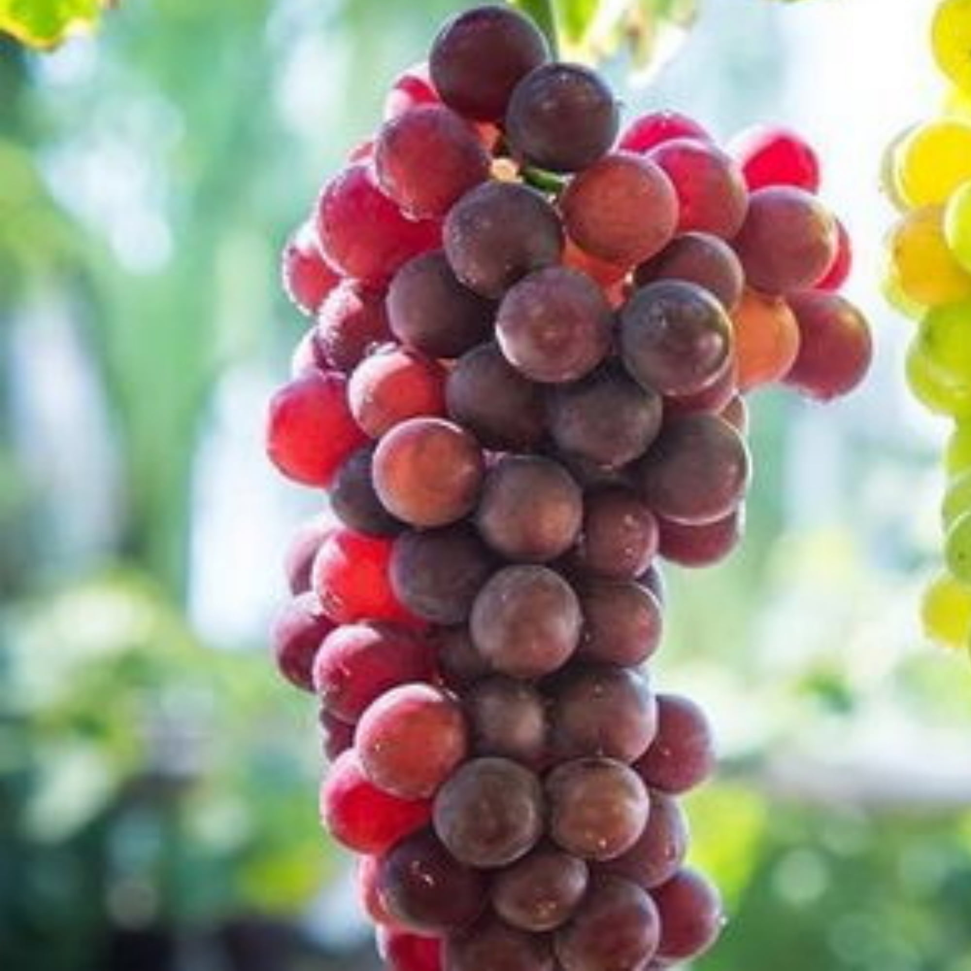 Vine-type grapes – grow quickly, shade trees, suitable for garden ...