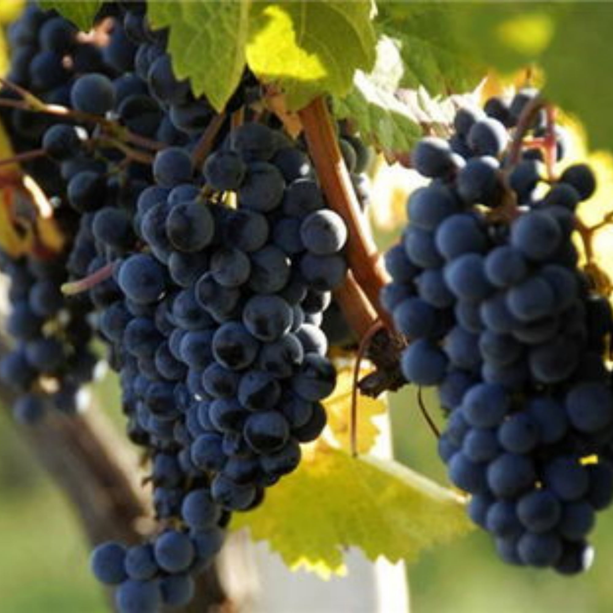 Vines – fast growing, natural structure, produce fruit in season ...
