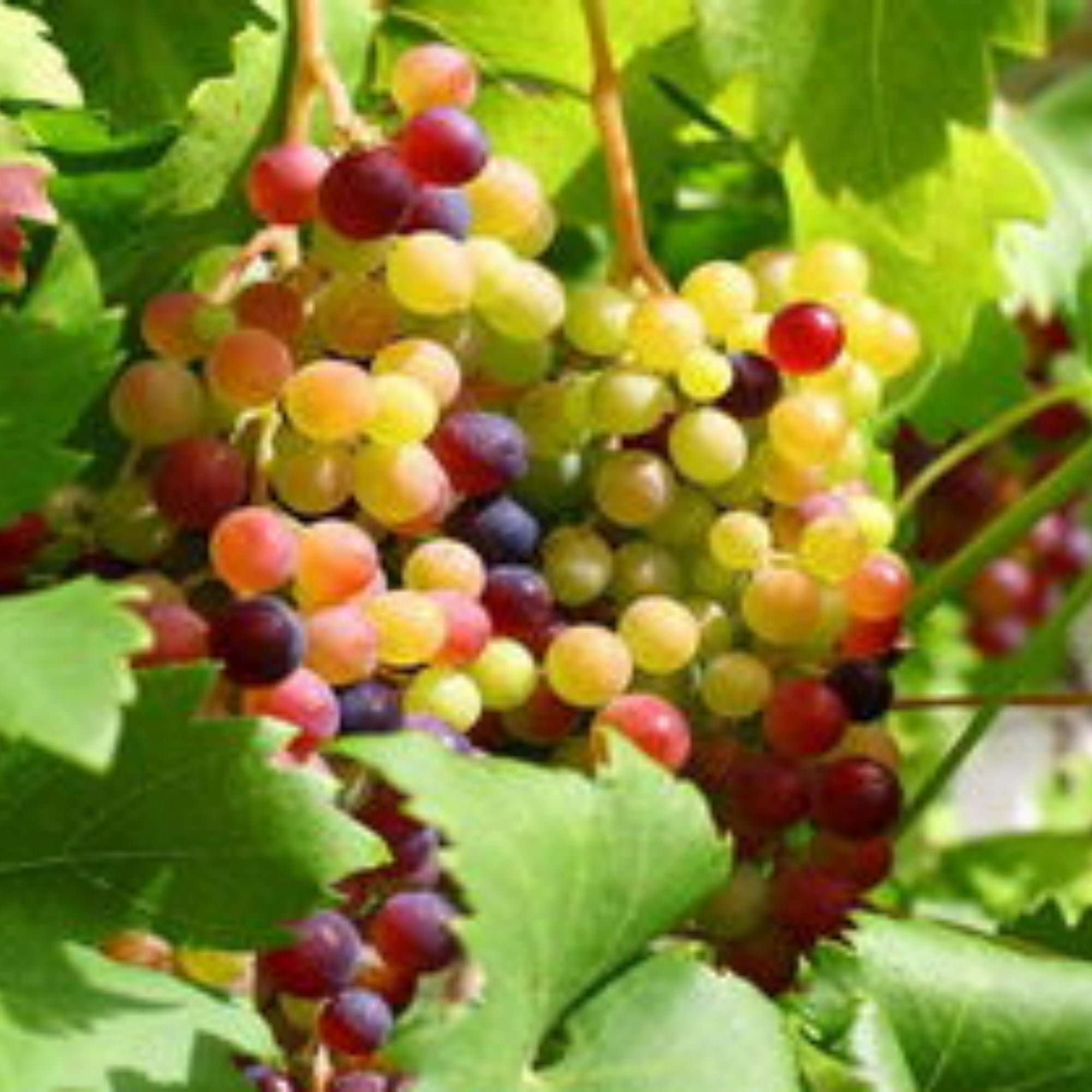 Vines – fast growing, natural structure, produce fruit in season ...
