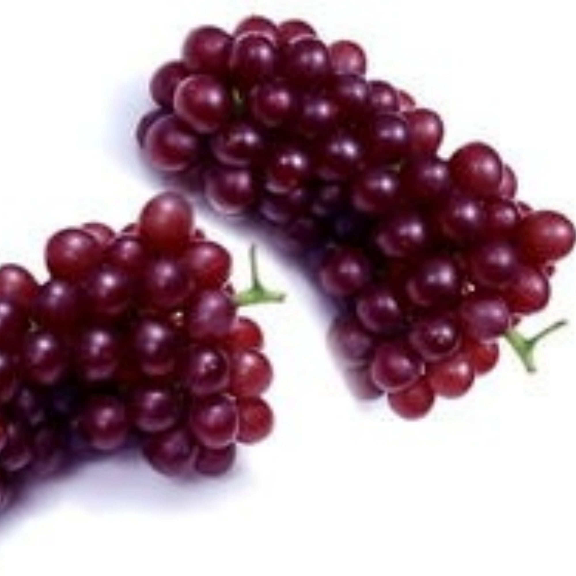 Vines - strong climber, dense seasonal foliage, fruiting potential ...