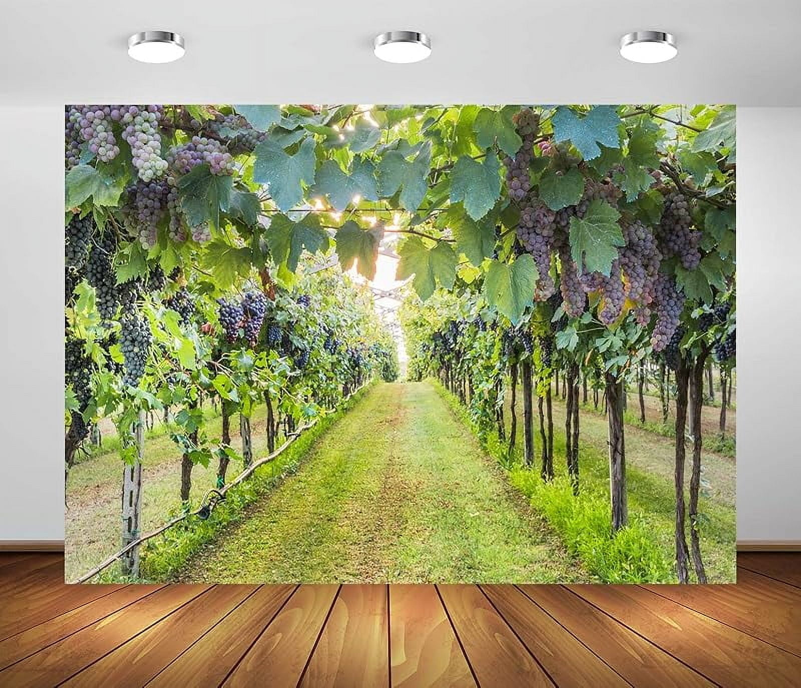 Vineyard Backdrops for Photography Countryside Grapevines Vineyard ...