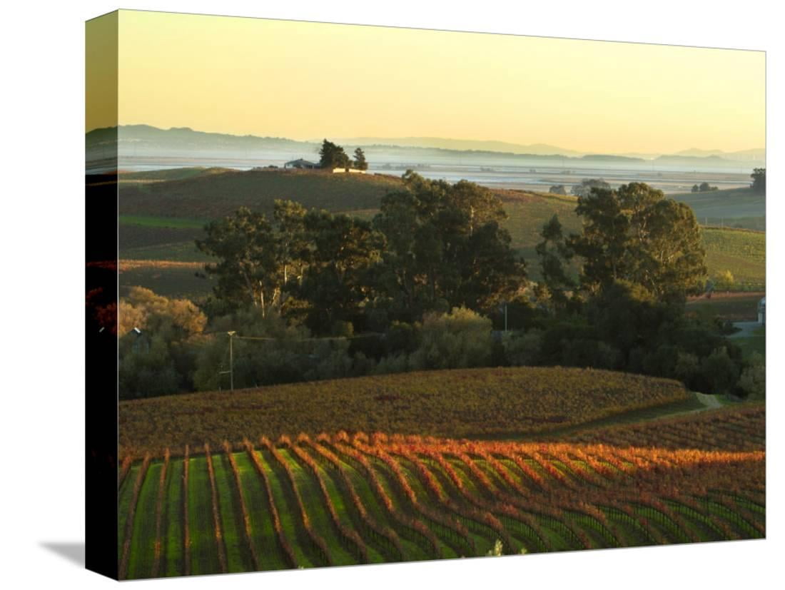 Vineyard from Artesa Winery, Los Carneros, Napa Valley, California ...