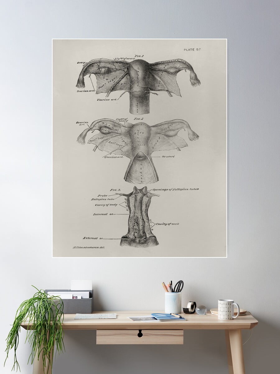 Vintage 1800S Anatomy Illustration Uterus Female Reproductive System ...