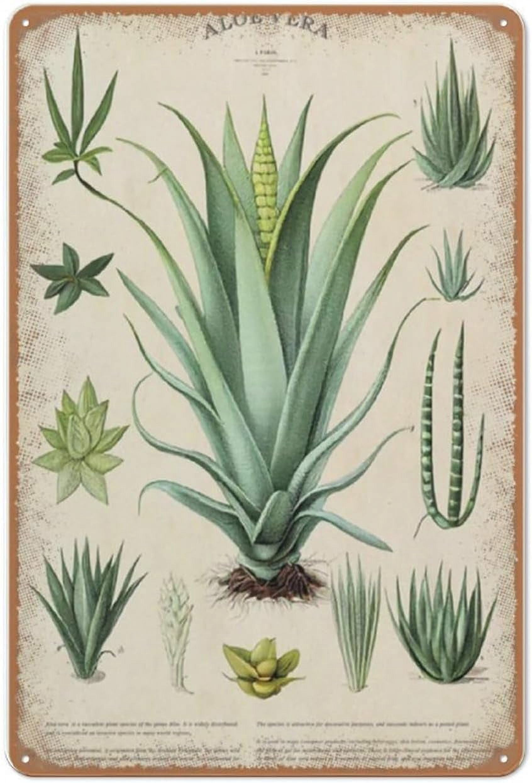 Vintage Aloe Vera Print, Herbs Poster, Aloe Types Chart, Antique Style ...