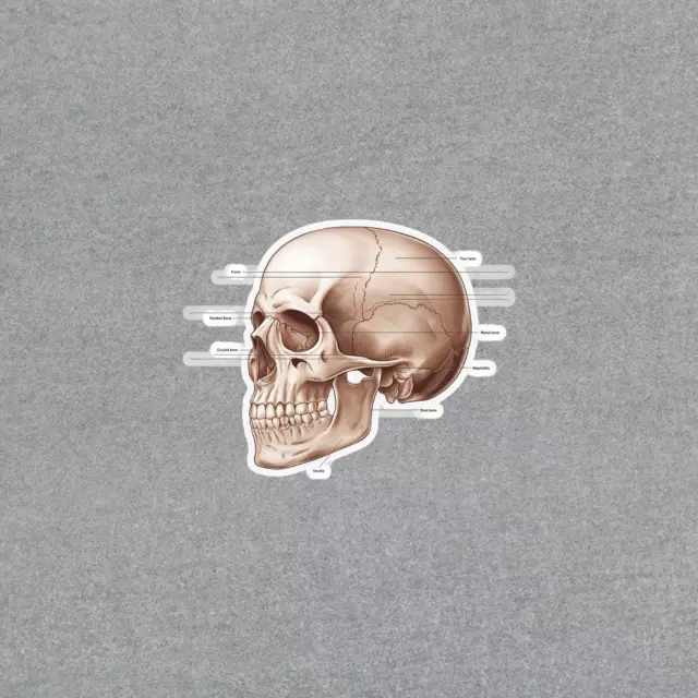 Vintage Anatomical Human Skull Sticker Print - Medical Anatomy Art ...