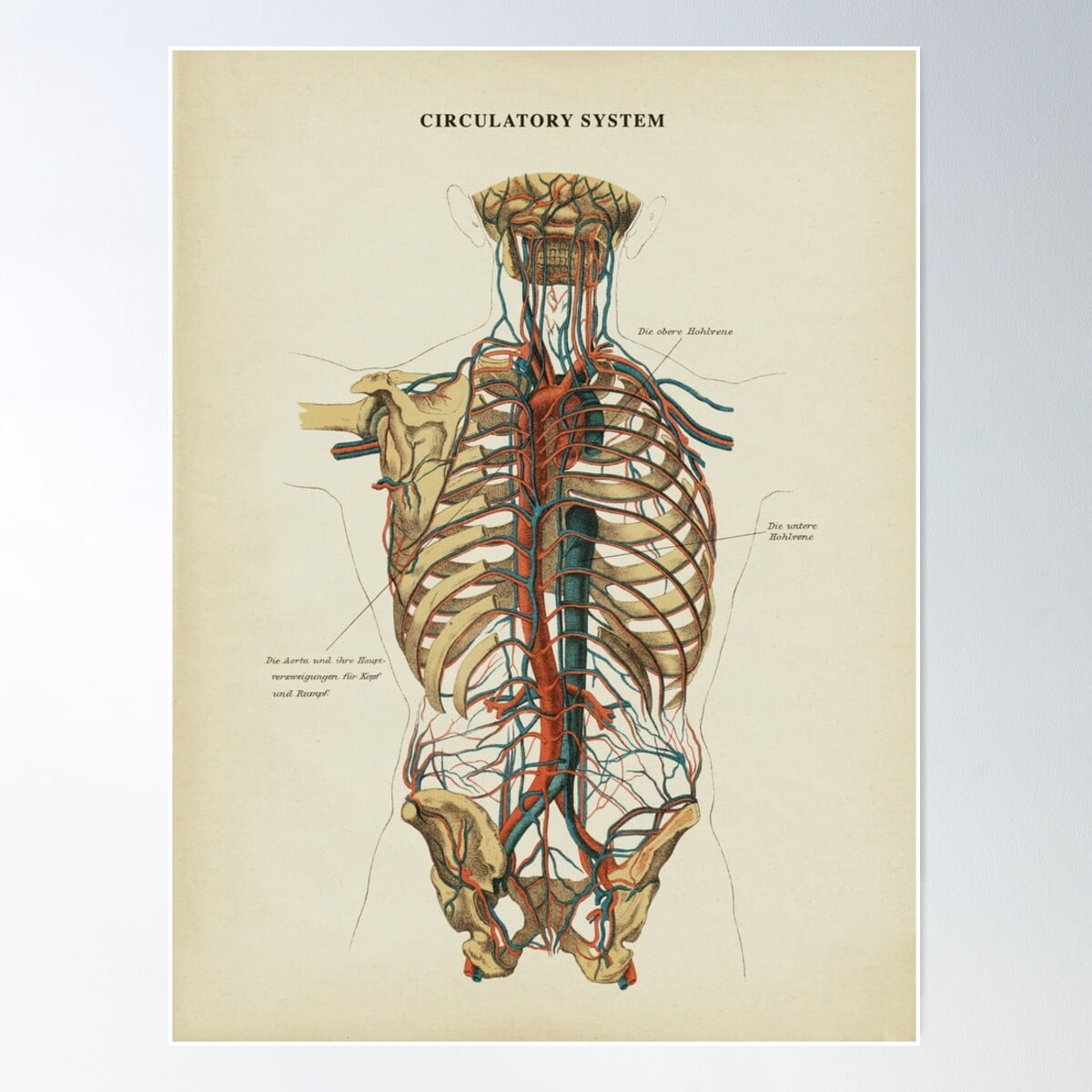 Vintage Anatomy, Circulatory System Poster Wall Art, Modern Wall Decor ...