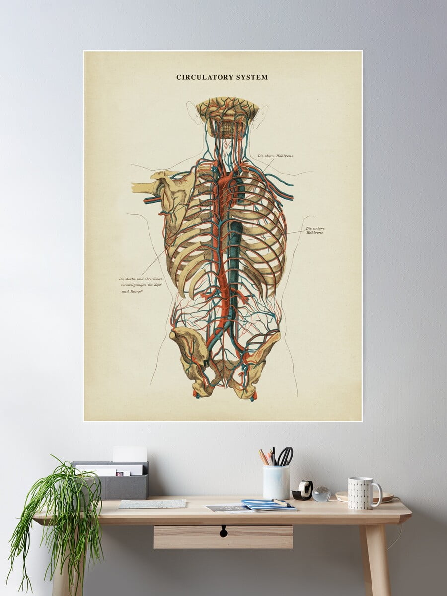 Vintage Anatomy, Circulatory System Poster Wall Art, Modern Wall Decor ...
