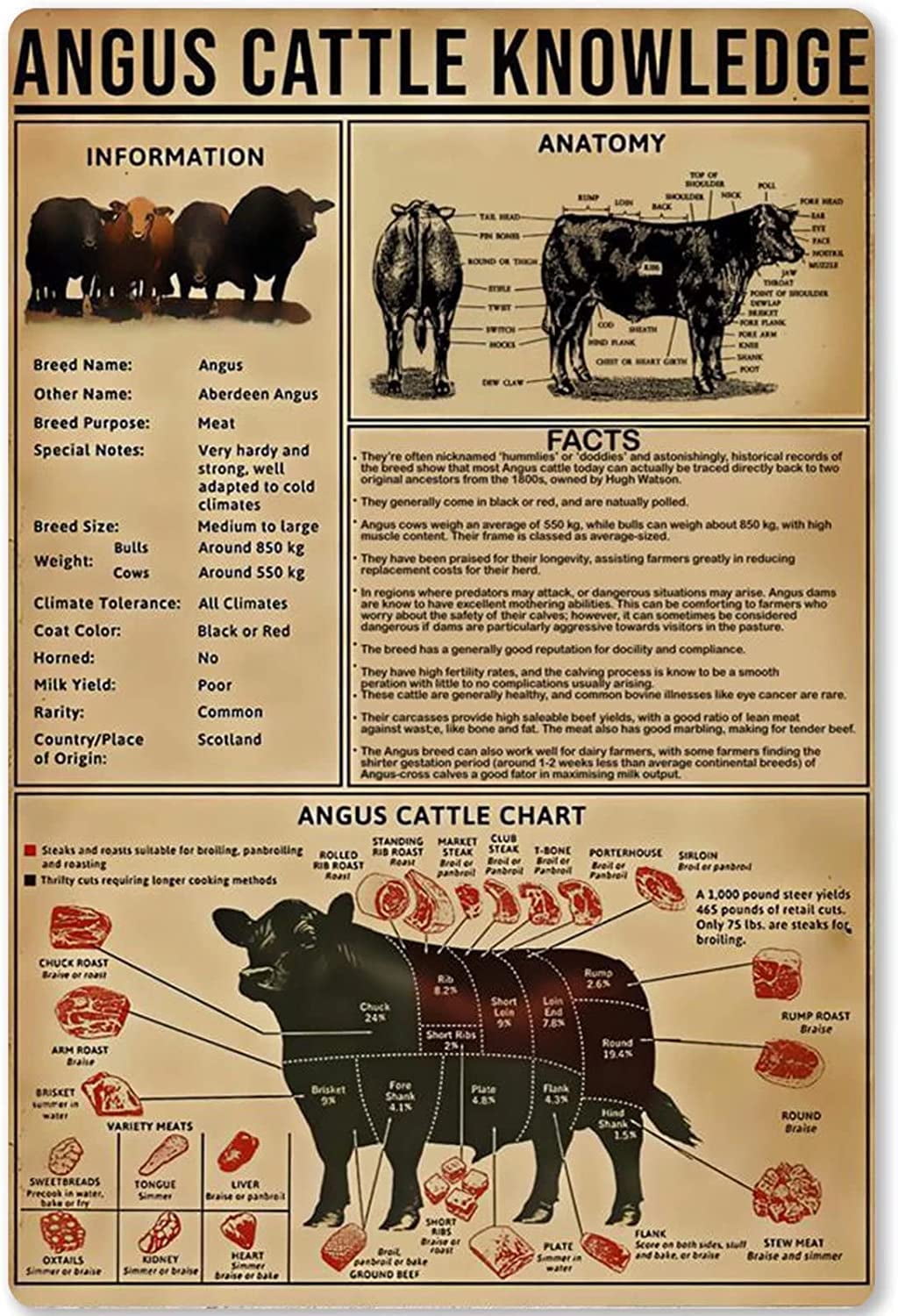 Vintage Angus Cattle Knowledge Poster Cow Structure Infographic Metal ...