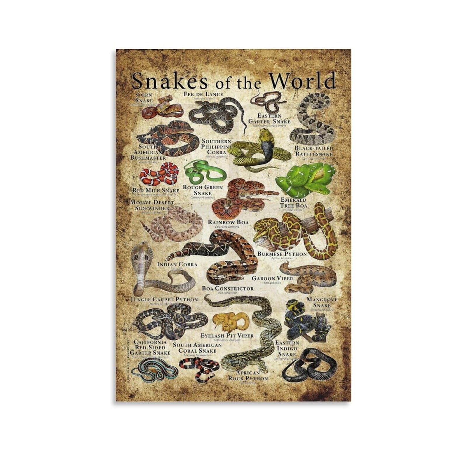 Vintage Animal Chart Art Snakes of The World Poster Poster Album Art ...