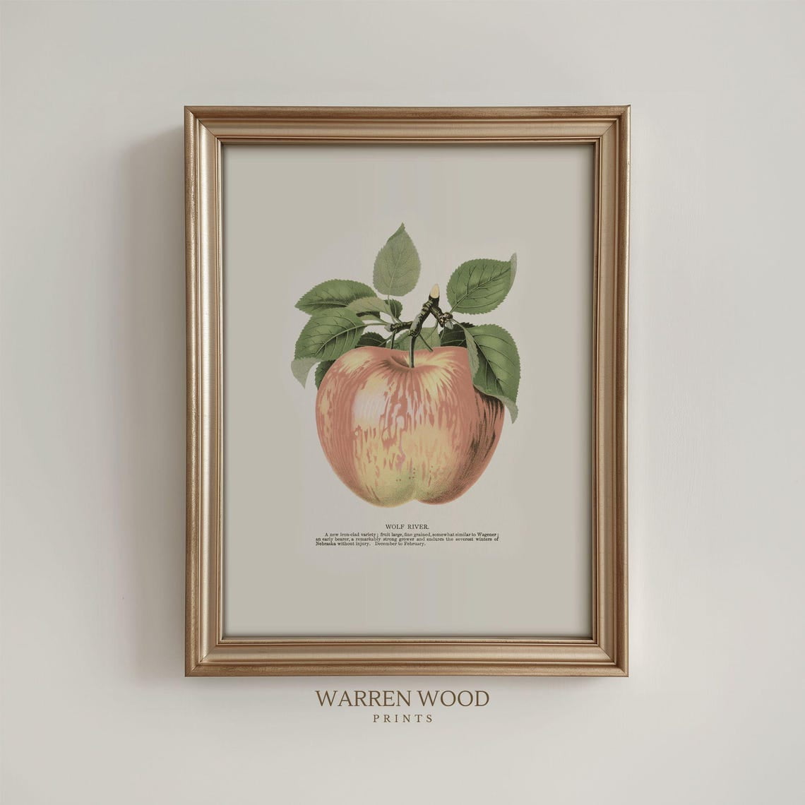 Vintage Apple Botanical Print, 18Th Century Fruit Illustration, Neutral ...