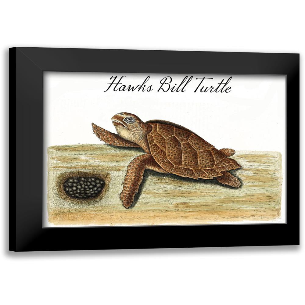 Vintage Apple Collection 24x18 Black Modern Framed Museum Art Print ...