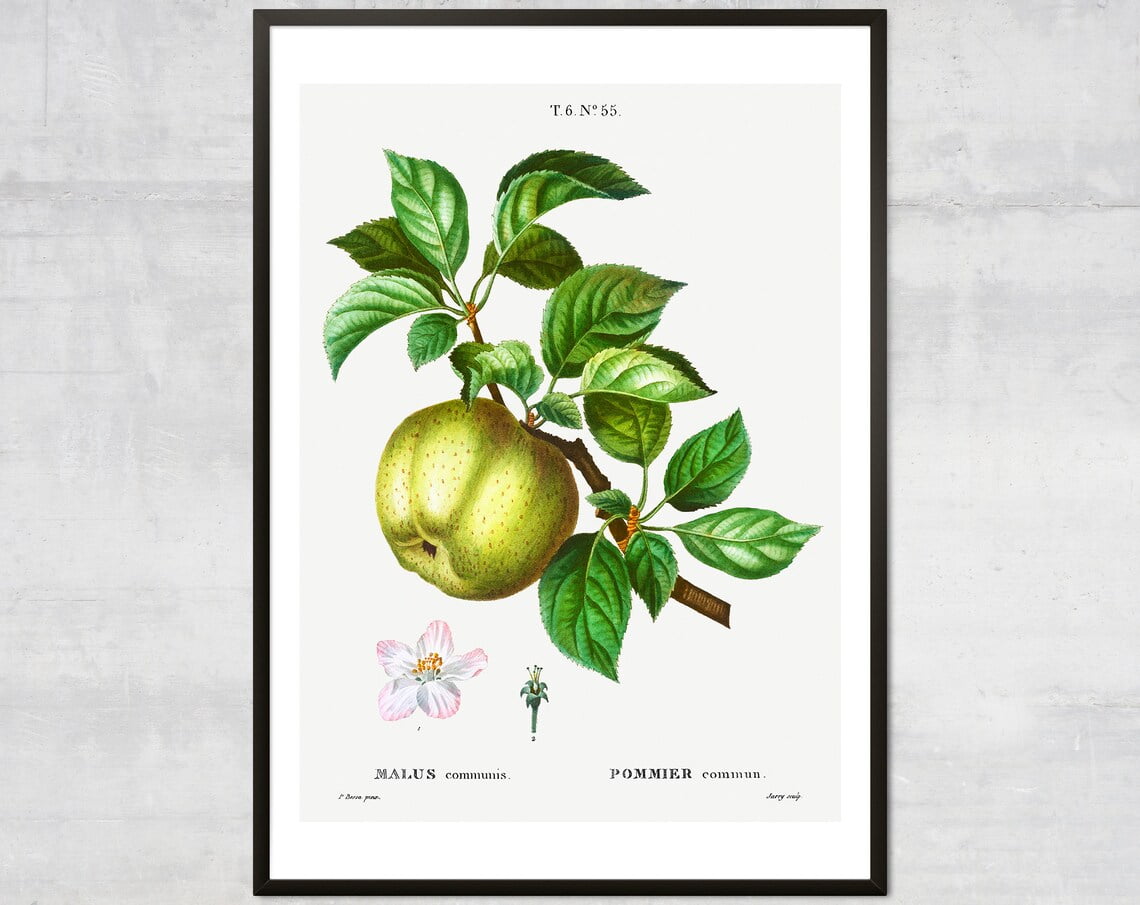Vintage Apple Poster, Lithograph Print, Antique Botanical, Fruit ...