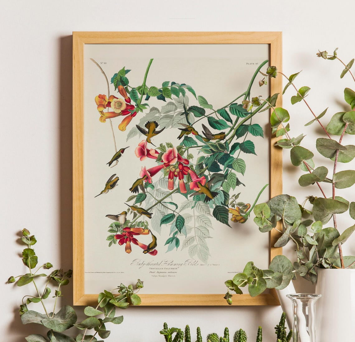 Vintage Audubon Ruby Throated Hummingbirds, Bird Posters, Botanical ...
