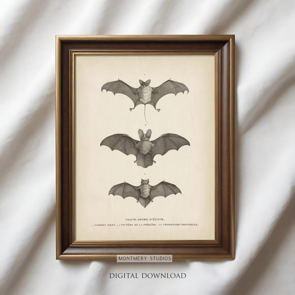Vintage Bat Illustration, , Vintage Bat Decor, Bat Print Poster, Gothic ...