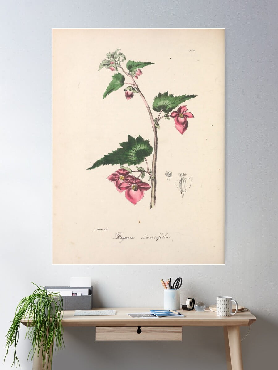 Vintage Begonia Diversifolia Print From The Floral Cabinet And Magazine ...