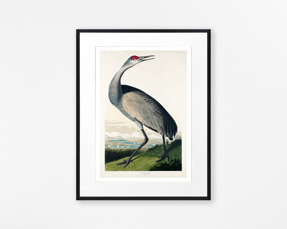 Vintage Bird Audubon Art Large Natural History Illustration, Stretched ...