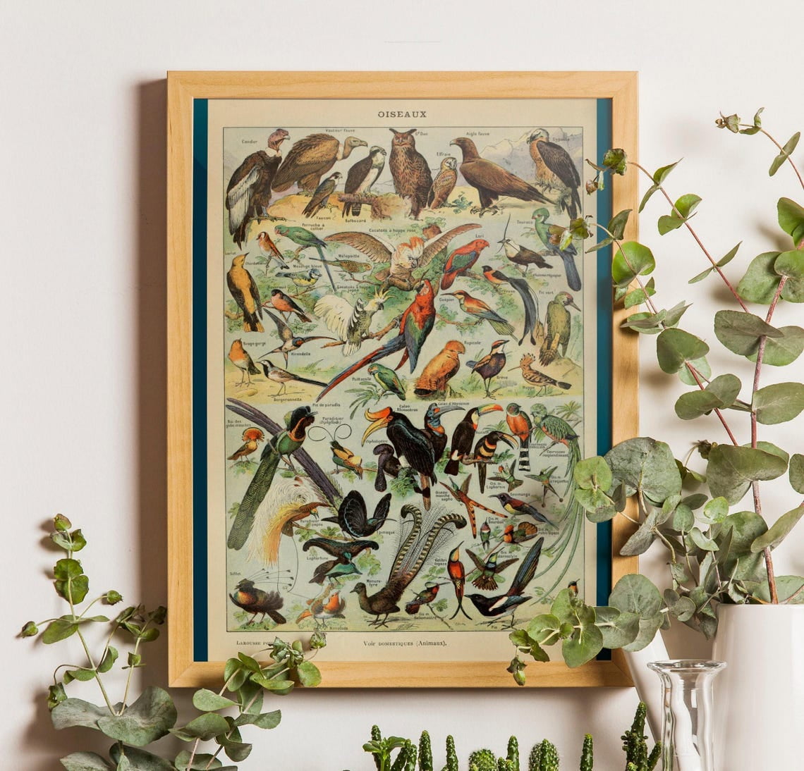 Vintage Bird Poster – Adolphe Millot French Zoology Illustration ...
