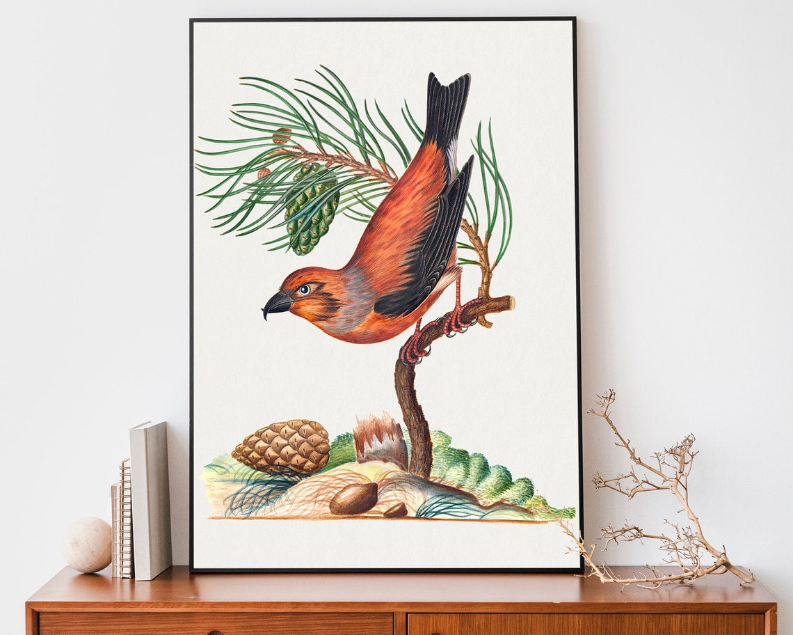 Vintage Bird Poster, Red Crossbill Bird Illustration Art Poster ...