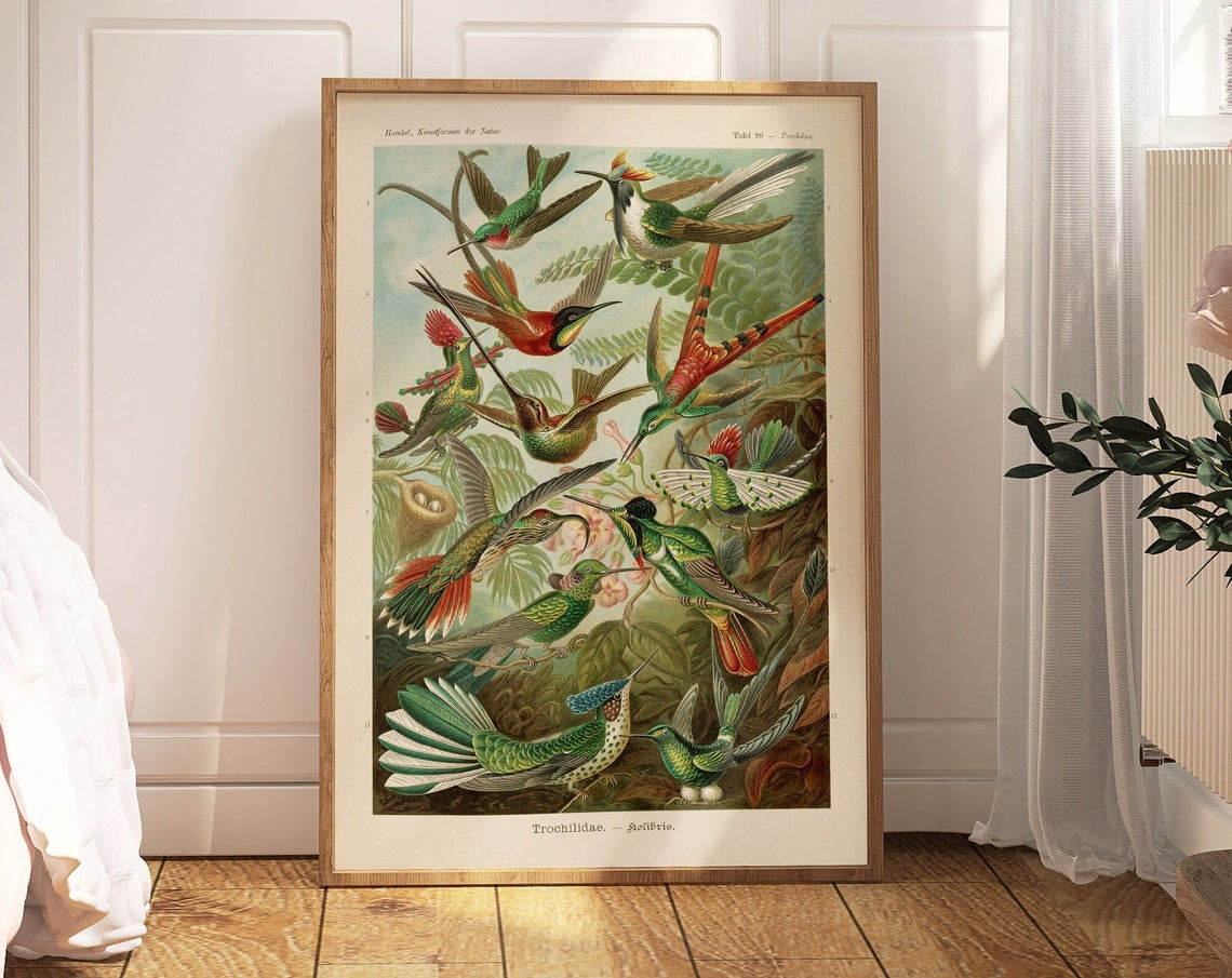 Vintage Birds Poster, Haeckel Kolibris Art Nature Print, Tropical Bird ...
