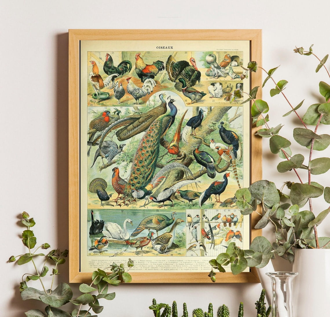 Vintage Birds of the World Poster Adolphe Millot Poster, Unframed ...