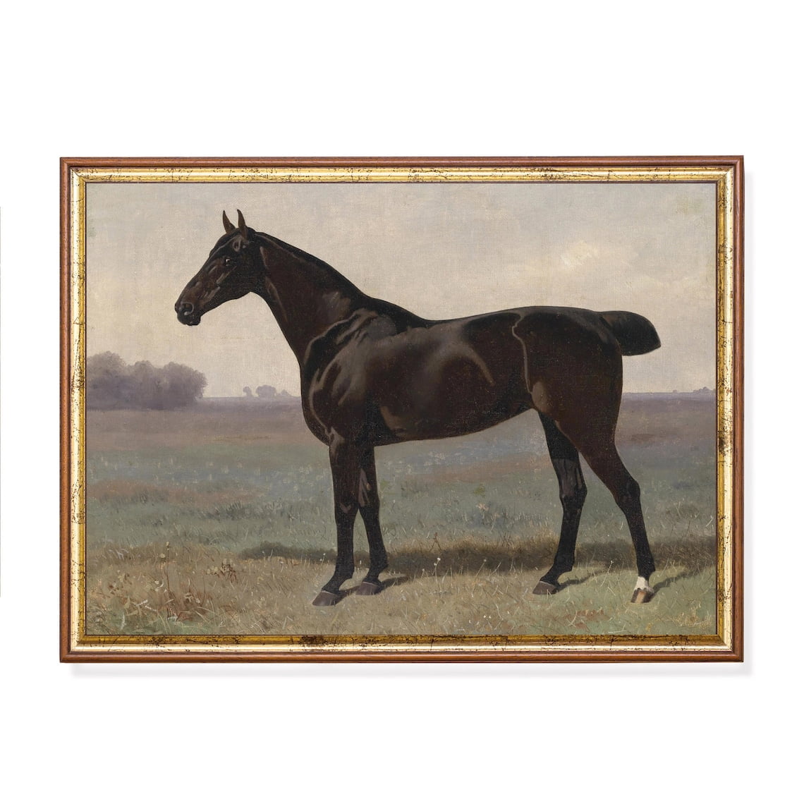 Vintage Black Stallion Portrait Equestrian Wall Art UNFRAMED Poster ...