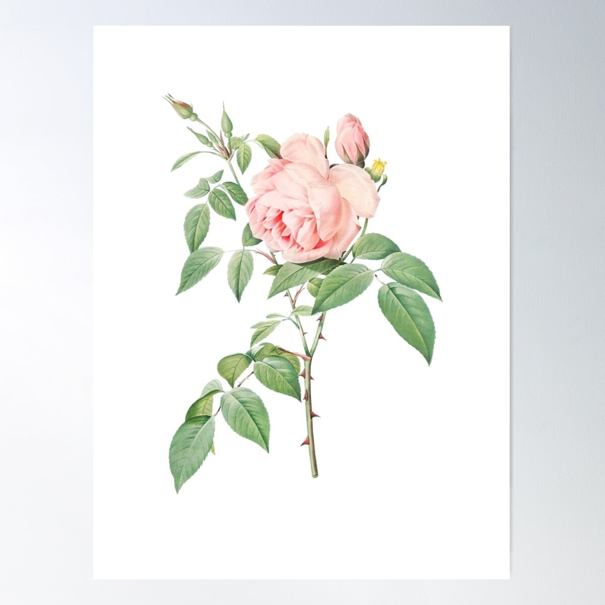 Vintage Blush Rose Poster Wall Art, Modern Wall Decor For Living Room ...