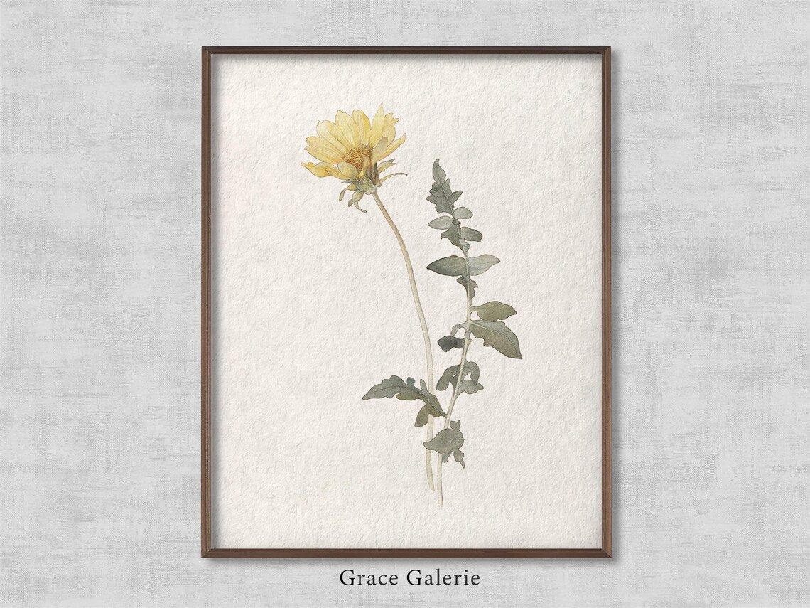 Vintage Botanical Art, Rustic Floral Art, Balsam Root, Farmhouse Decor ...