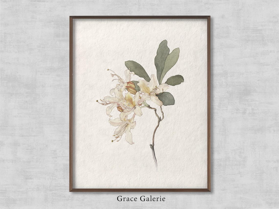 Vintage Botanical Art, Rustic Floral Art, Western Azalea, Farmhouse ...