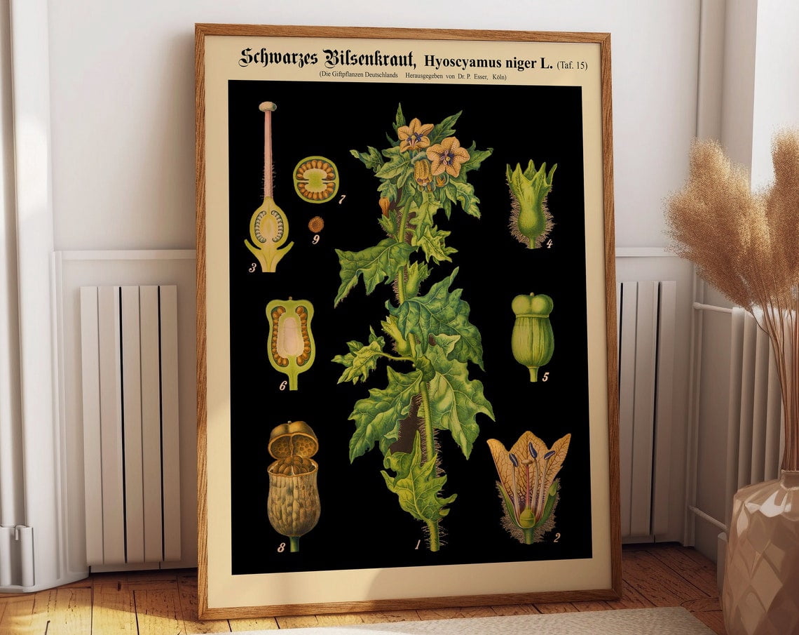 Vintage Botanical Chart German Educational Chart From 1800'S Botanical ...