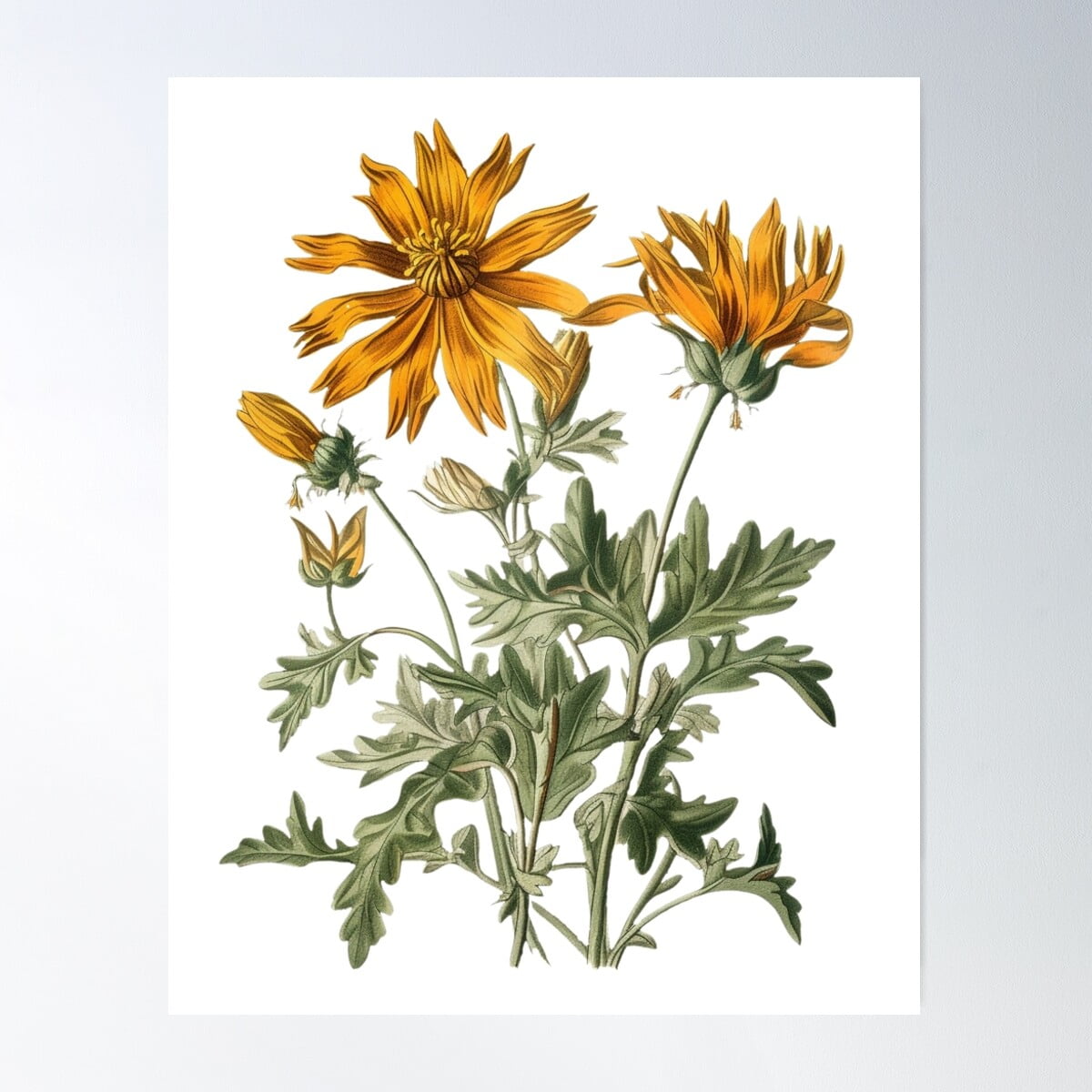 Vintage Botanical Cosmos Flowers Illustration, Victorian Inspired ...