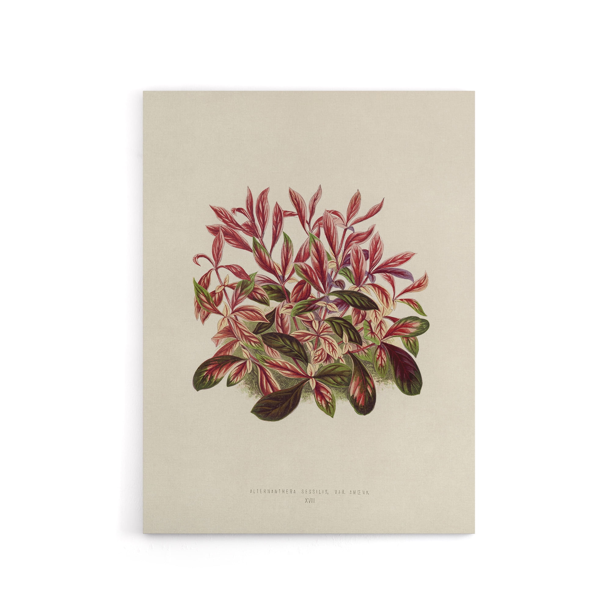 Vintage Botanical Dwarf Copperleaf Fawcett Canvas Wall Art 12x16 ...