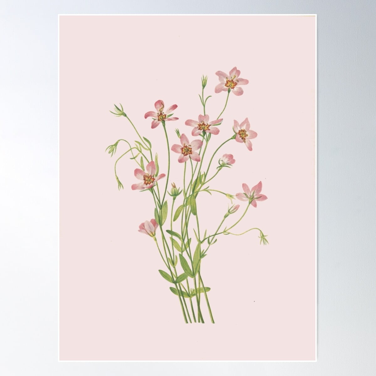 Vintage Botanical Flower Art - Salt-Marsh Pink - Rose-Gentian - Sabatia ...