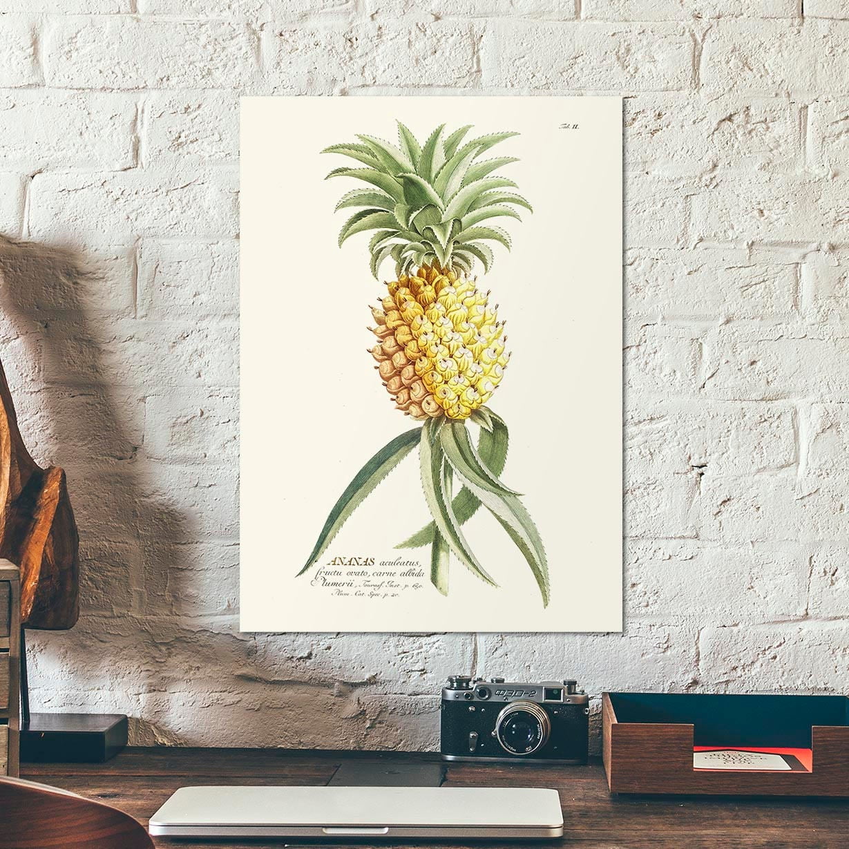 Vintage Botanical Herbal Ananas illustration - Educational chart ...