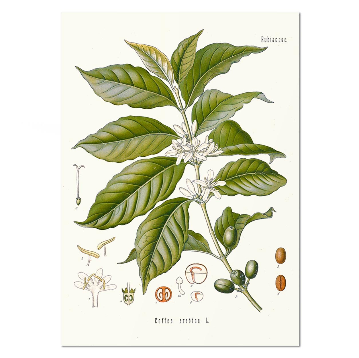 Vintage Botanical Herbal print of the Coffee plant, Coffea Arabica ...