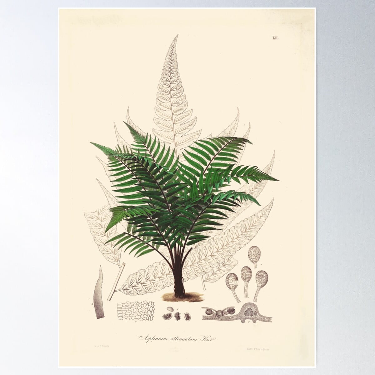 Vintage Botanical Illustration - Asplenium Attenuatum - Fern Family ...