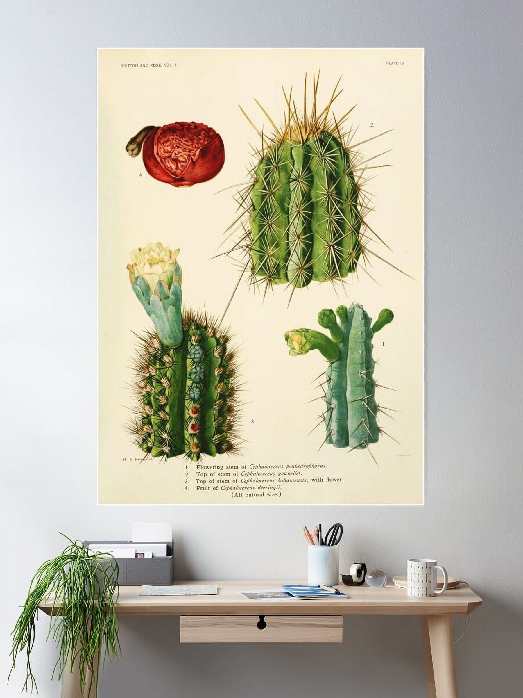 Vintage Botanical Illustration - The Cactaceae - Britton And Rose Vol ...