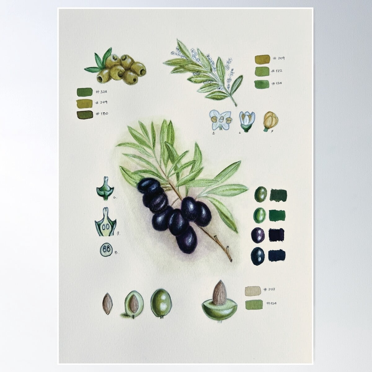 Vintage Botanical Olive Anatomy Poster Wall Art, Modern Wall Decor For ...