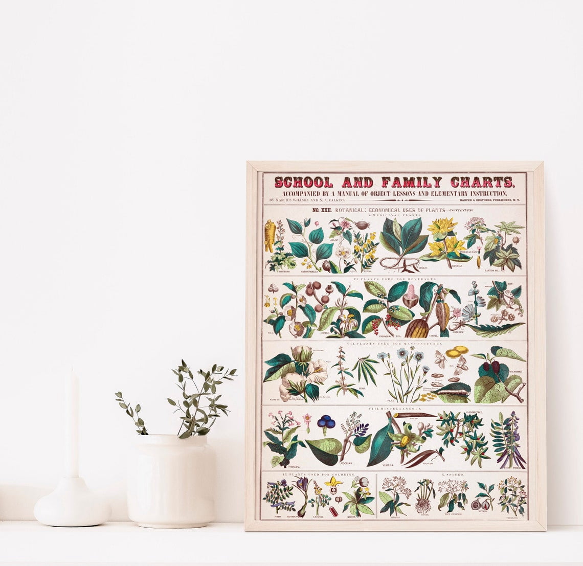 Vintage Botanical Posters, Digestive Plants Poster, Botanical ...