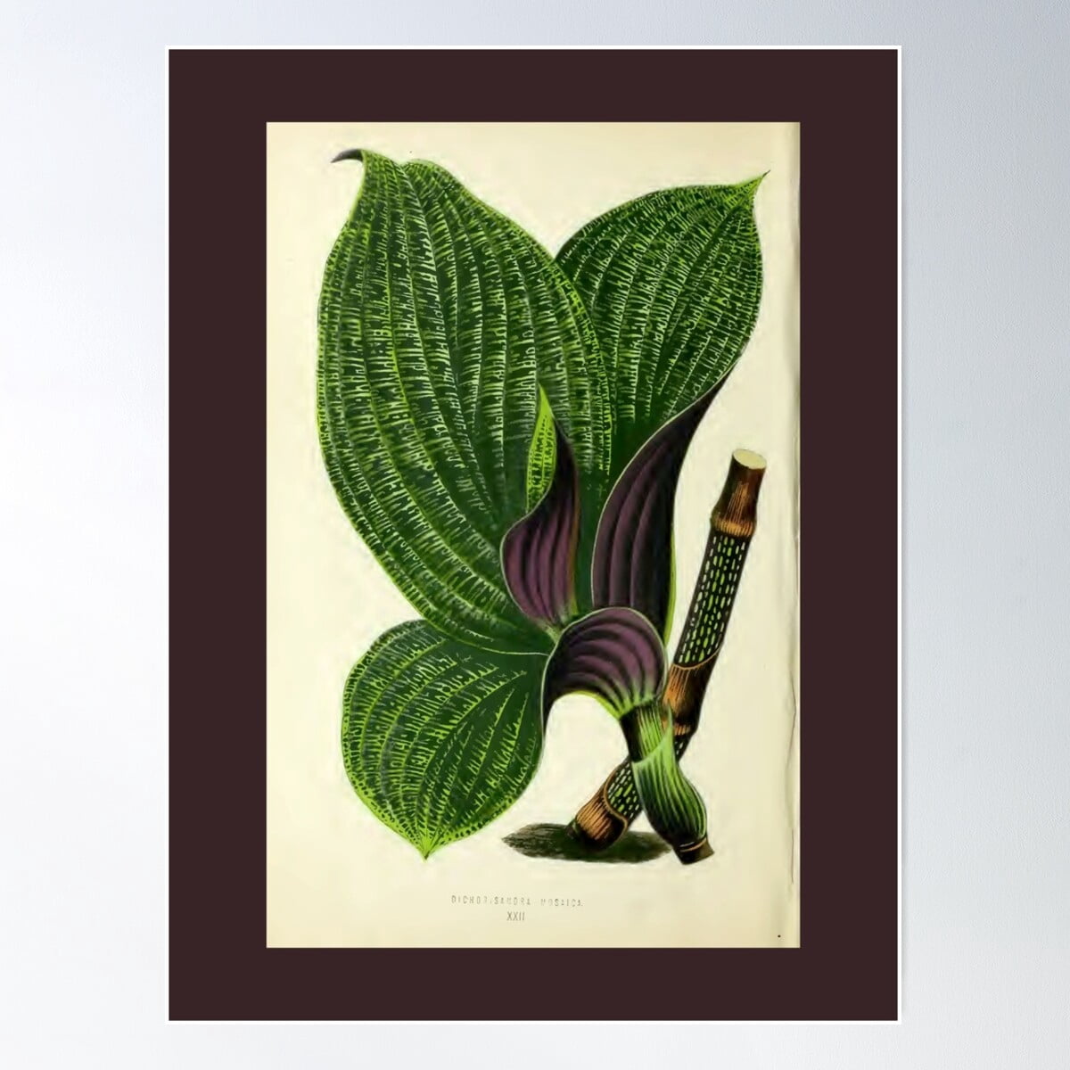 Vintage Botanical Print - Antique Plant & Leaf Scientific Illustration ...