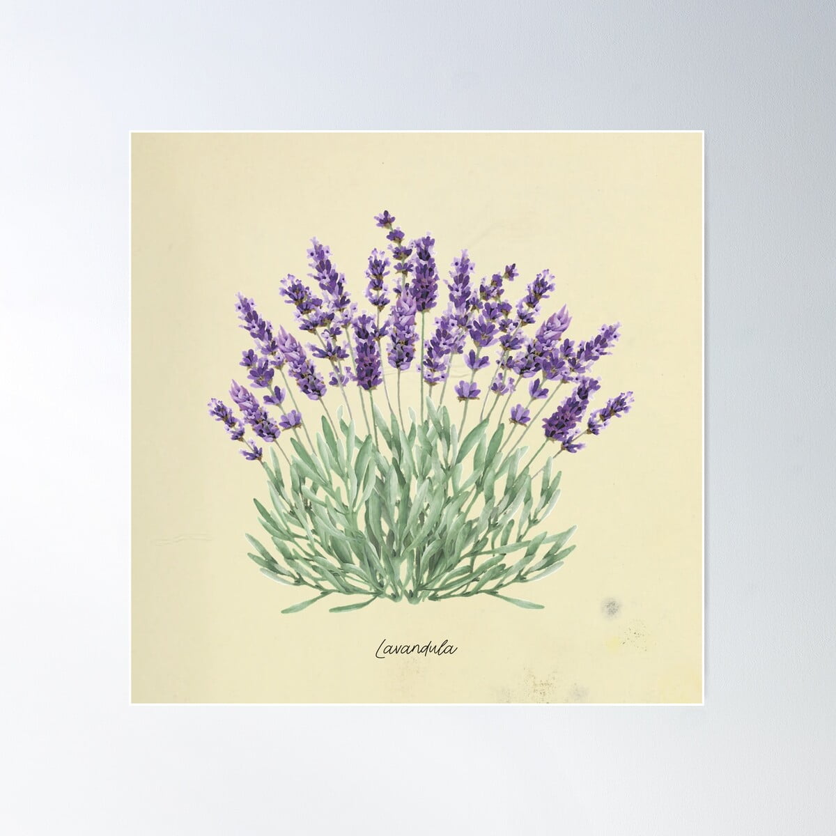 Vintage Botanical Print - Lavender Poster Wall Art, Modern Wall Decor ...