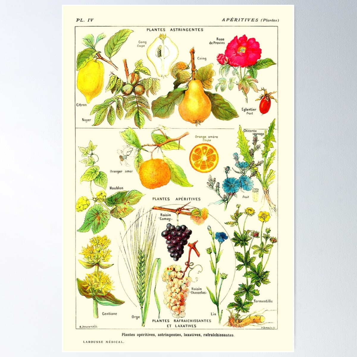 Vintage Botanical Print Plante Apéritive Poster Wall Art, Modern Wall ...